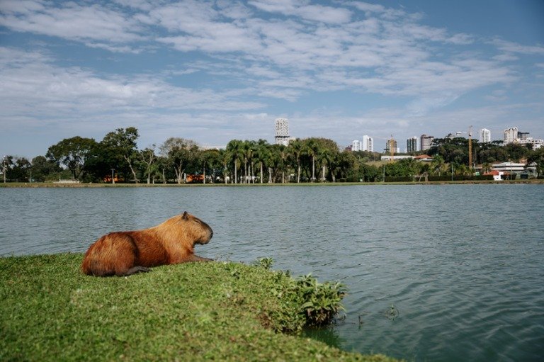 Animais de Curitiba com lei mais ampla