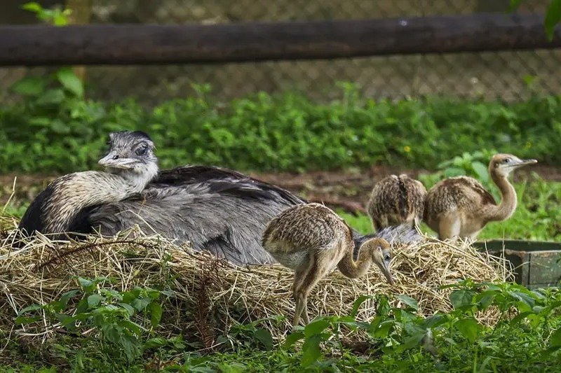 Zoo de Curitiba tem filhotes de emas lindinhos!